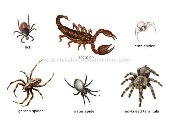 THE WORLD OF INSECTS AND ARACHNIDS: ARACHNIDS I