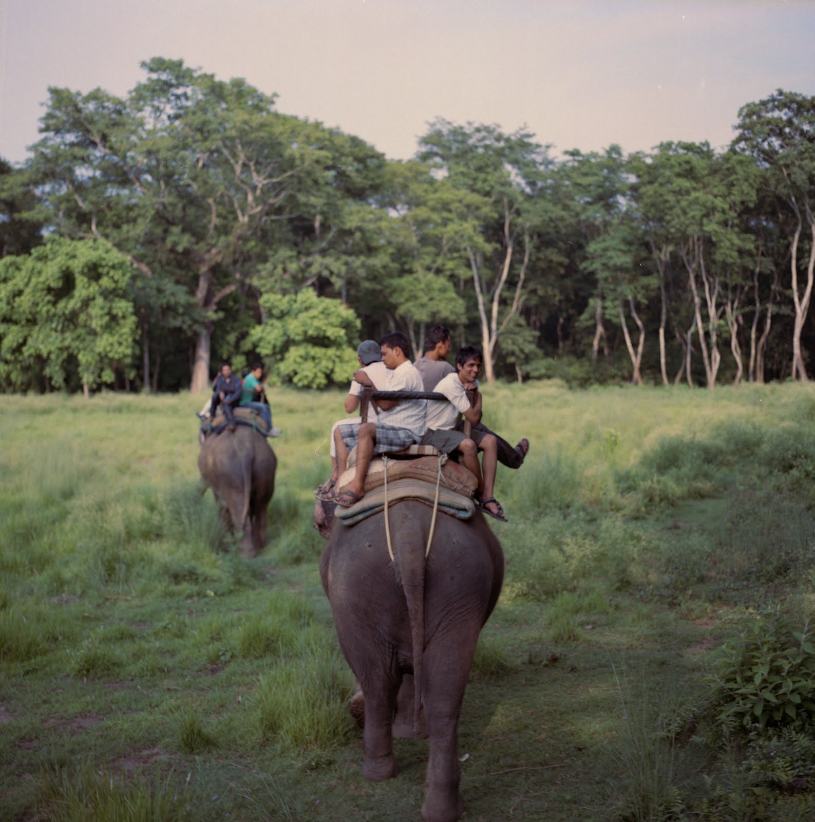 Scandinavian Design Wallpaper: Chitwan National Park
