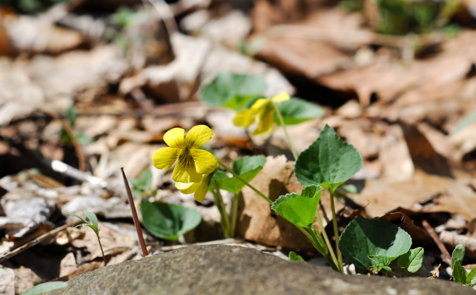 Spring Woodland Wildflower Study