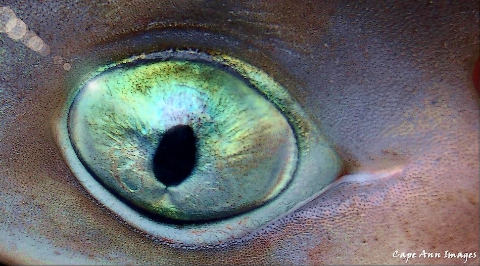 Cape Ann Images: Look What I See