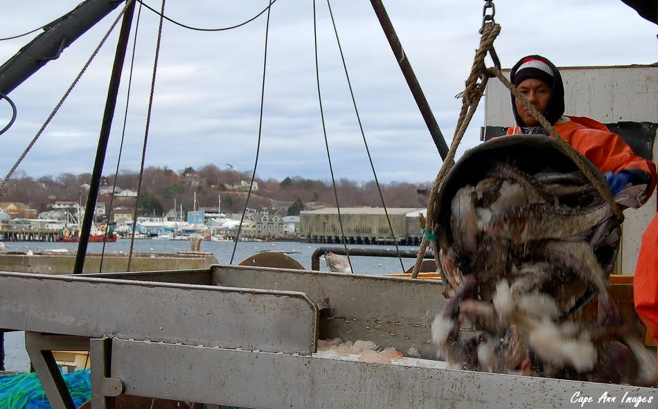 Cape Ann Images: Back To The Docks