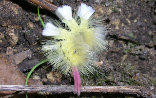 Belevenissen in de natuur: Gele rups met rode staart