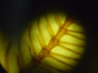 vsc7: ENTOMOLOGIA: Tagma Cefálico