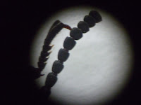 vsc7: ENTOMOLOGIA: Tagma Cefálico