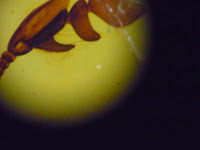 vsc7: ENTOMOLOGIA: Tagma Cefálico