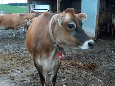 Cranberry Morning: Wisconsin Barn - Farm Visit