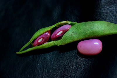 FushaPhotography: ayocotes (la madre tierra)