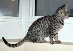 Cats and Kittens: Ocicat