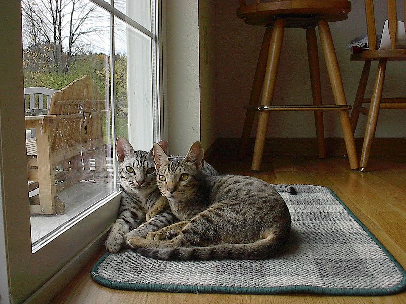 Cats and Kittens: Ocicat