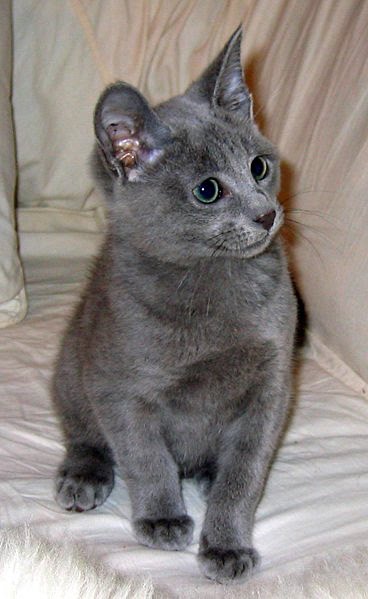 Cats and Kittens: Russian Blue