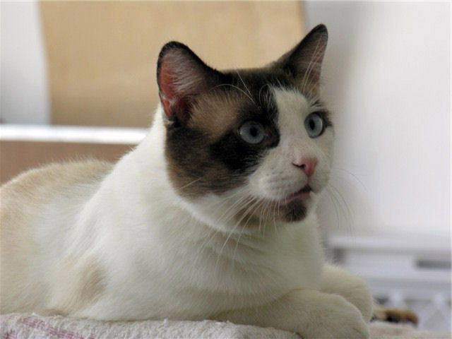 Cats and Kittens: Snowshoe