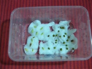 Home Science Experiment - Germinating Bean Seeds ~ Parenting Times