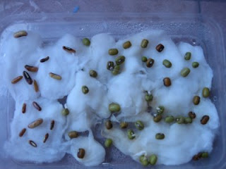 Home Science Experiment - Germinating Bean Seeds ~ Parenting Times