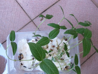 Home Science Experiment - Germinating Bean Seeds ~ Parenting Times