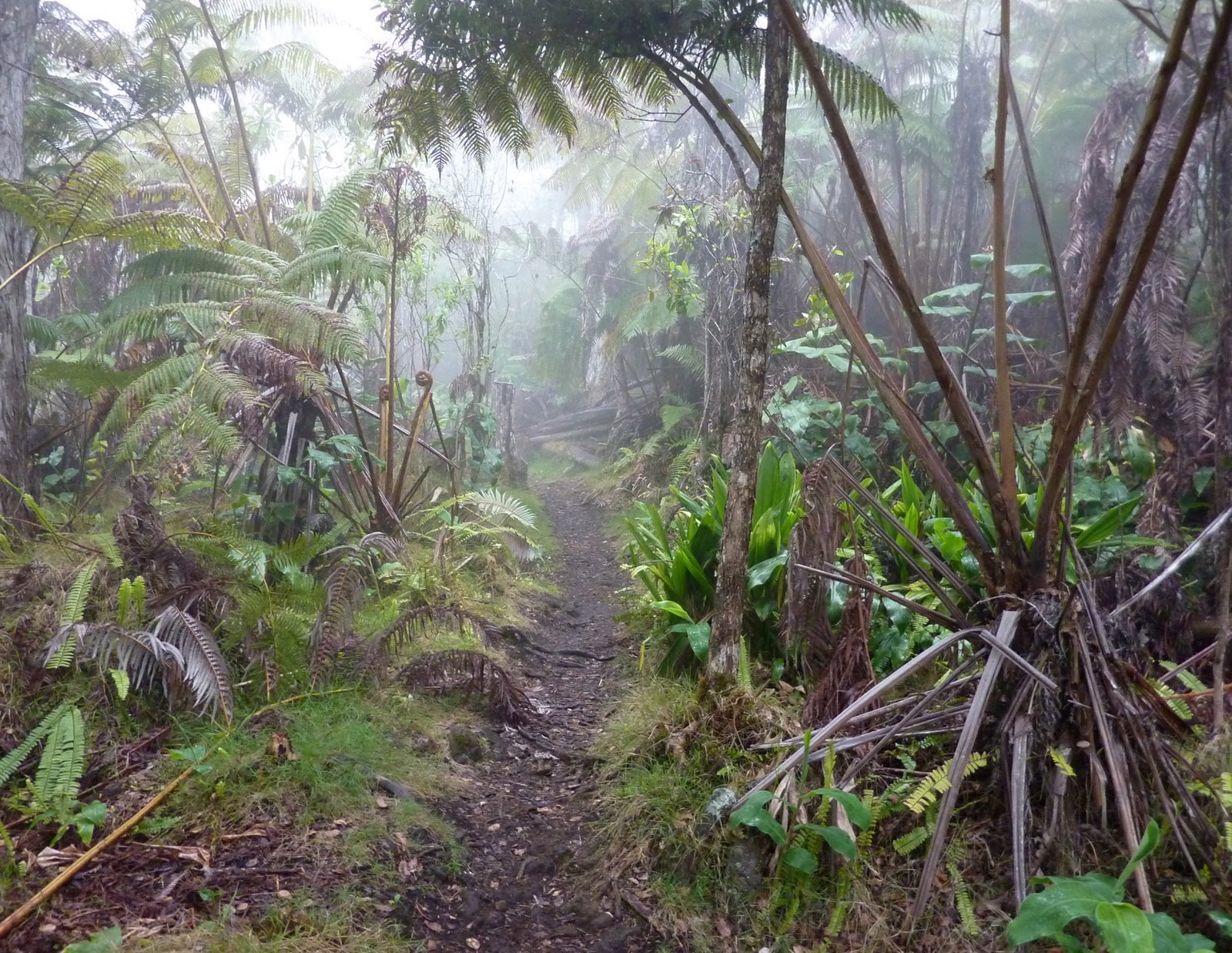 Kona - a pedestrian view: Good News and Bad News about Kaloko Trails