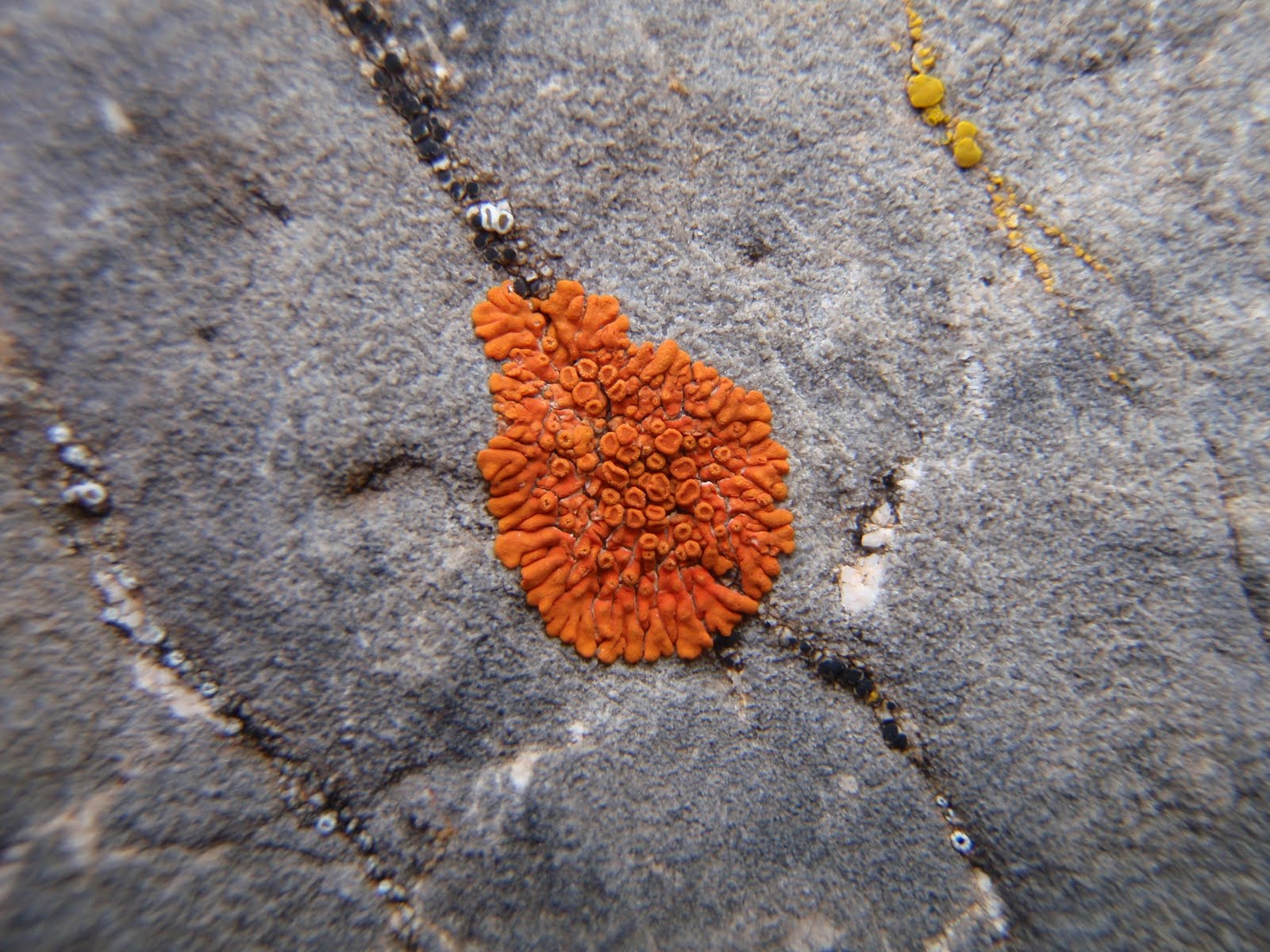 Lichens of Almería: Caloplaca biatorina