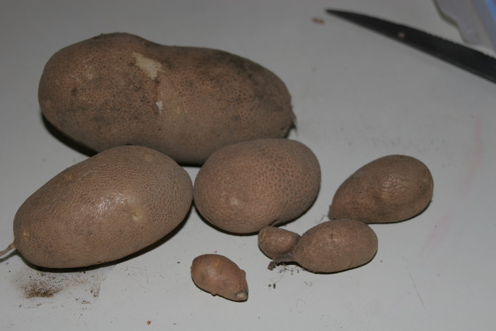 Heather's Homemaking: Cherry Potatoes