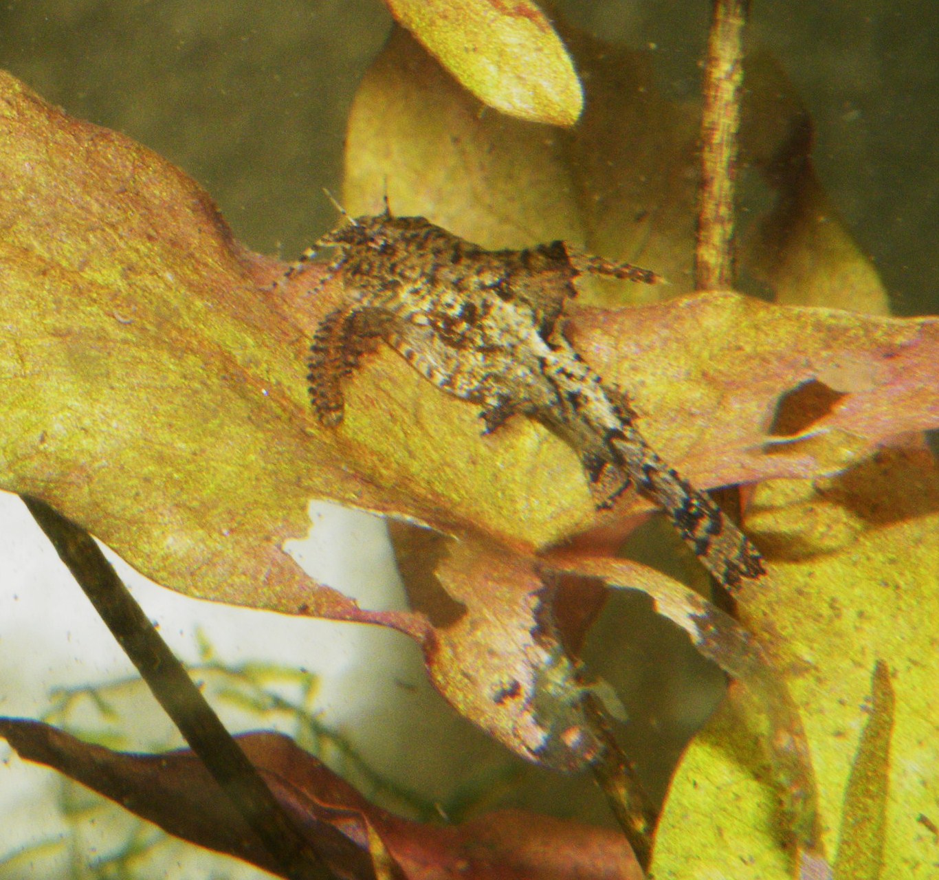 oceanaq: Hara catfish (smallest cat from Asia)