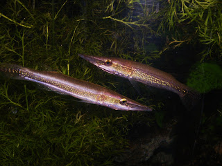 oceanaq: Peppermint Pikehead (Luciocephalus aura)