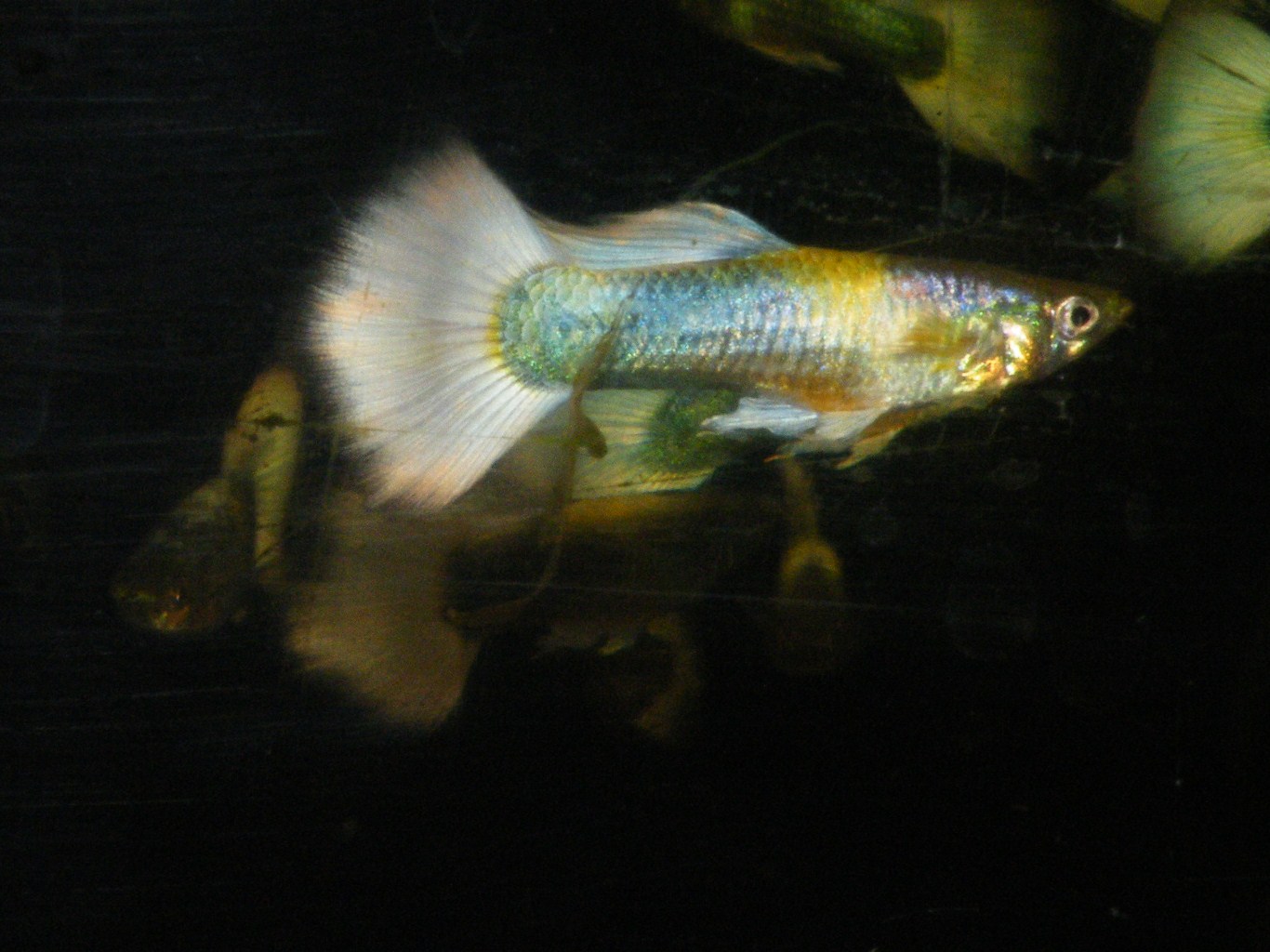 oceanaq: German yellow guppy (Poecilia Reticulata)
