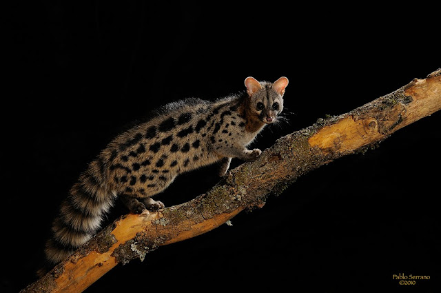 Pablo Serrano ·FOTOGRAFIA DE NATURALEZA: Criaturas de la noche: La ...