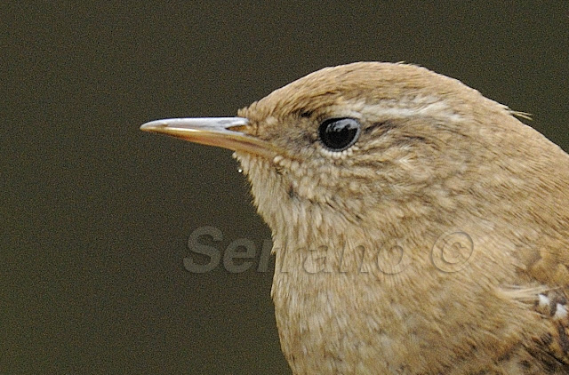 Thomson Viper Filmstream Camera For Sale