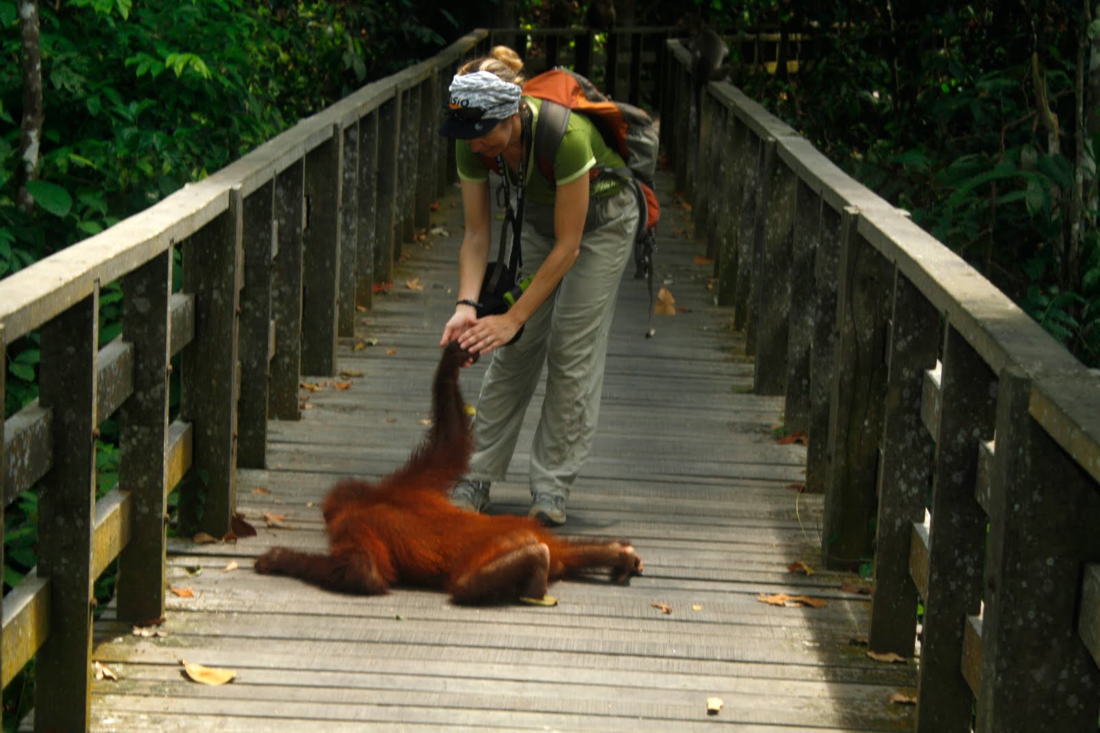 Aquí no se está tan mal: Sepilok, Centro de Rehabilitación de Orangutanes
