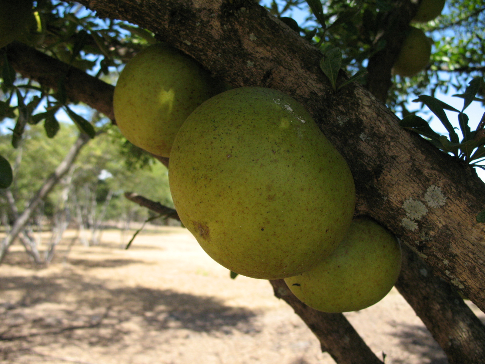 El antropólogo inocente: La Jícara