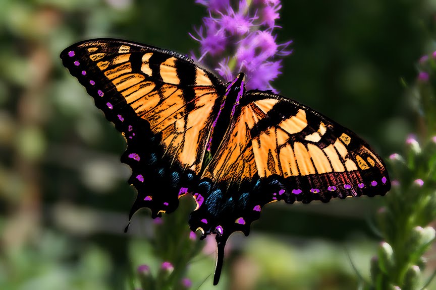 Room Without Walls: Due to the Heat and CRAZY Storms --- Butterflies on ...