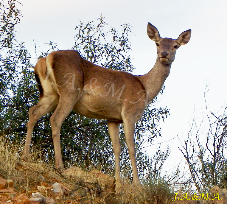 Flora, Fauna y Paisajismo del Suroeste Salmantino: octubre 2010