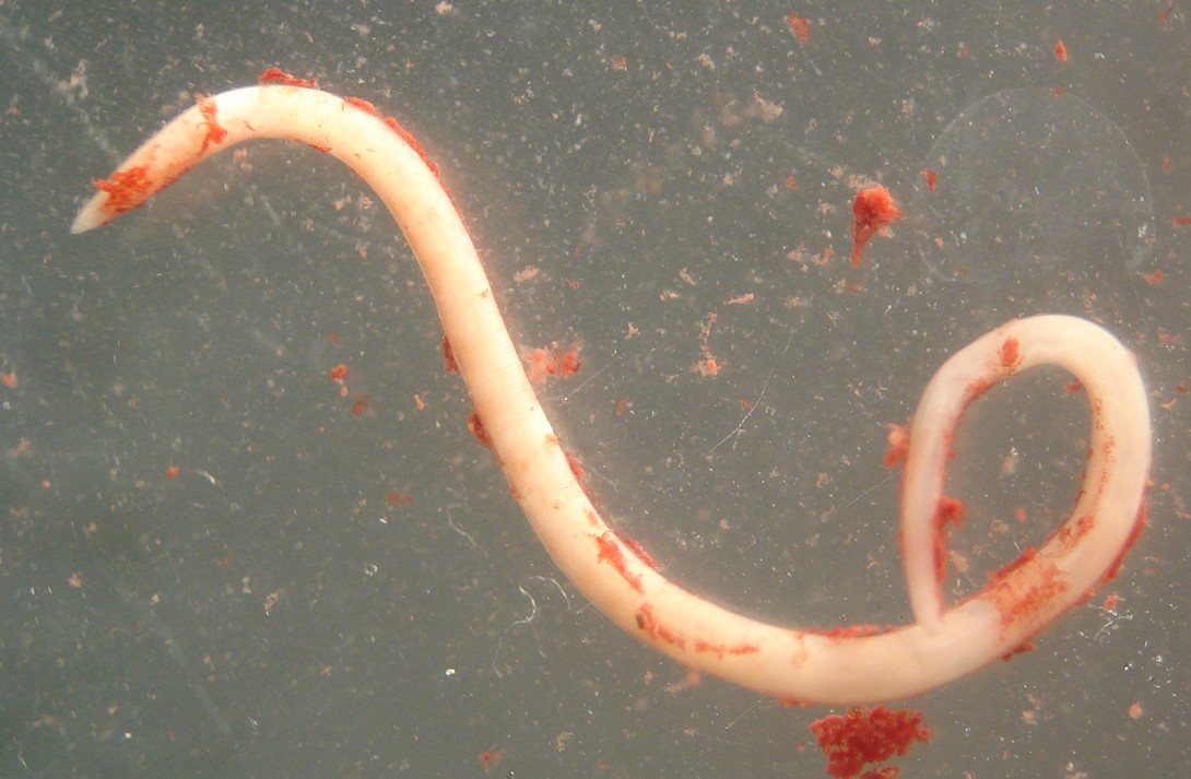 Nematode In Fish