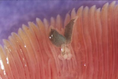 Parasite of the Day: June 7 - Diplozoon paradoxum