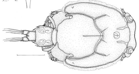 Parasite of the Day: August 7 - Caligus oculicola