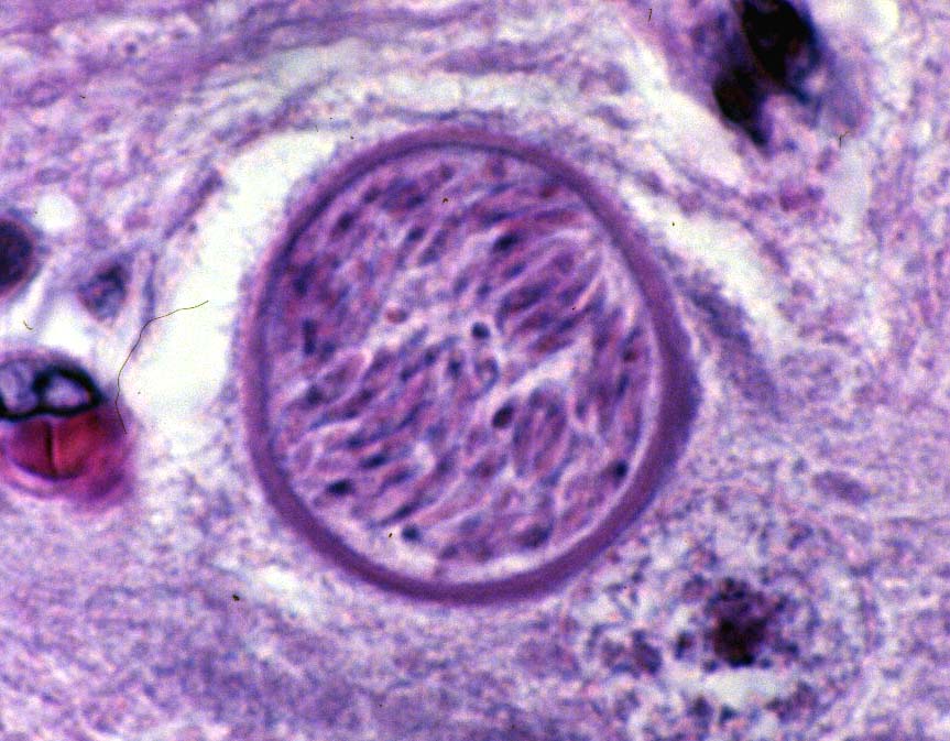 Peixinho Vet: Coccidioses- Neospora