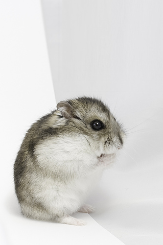 toko hamster imut: jenis - jenis hamster