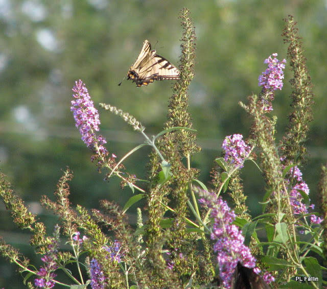 PL Fallin Photography: Butterfly Waltz at Lake Junaluska