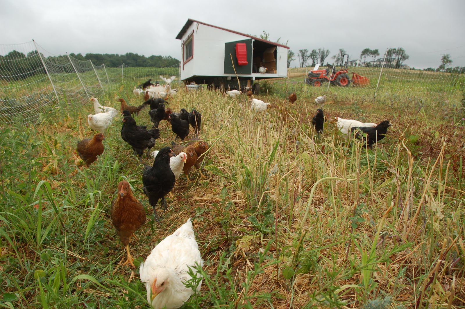 Red Wiggler Community Farm: Chickens on the Move