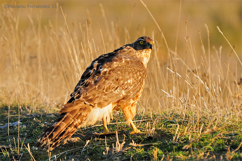 AVES 139: Azor común (Accipiter gentilis)