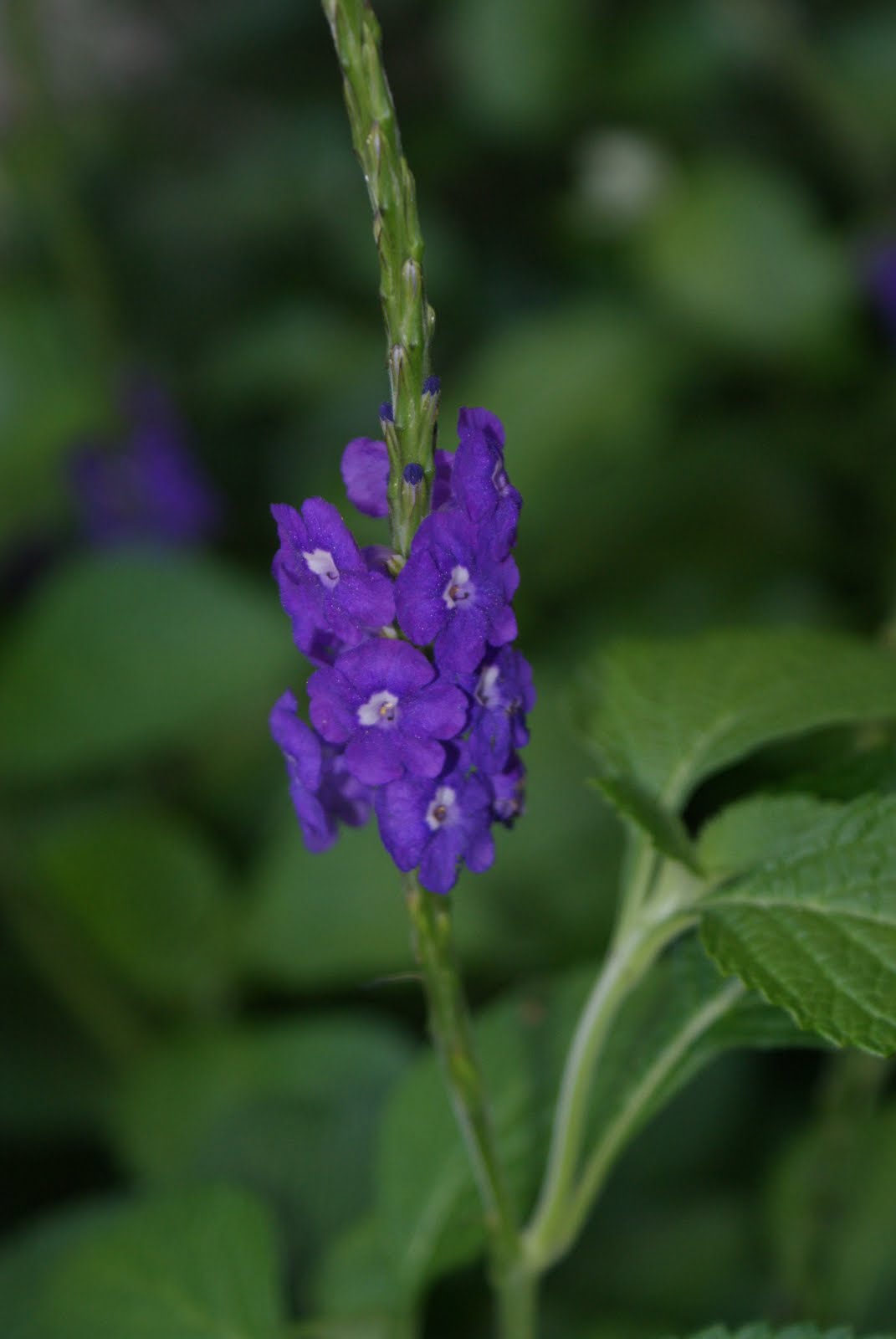 Justicia betonica White Shrimp Plant and Purple Porter Weed ...