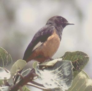 BIRD OF TIGRAY IN ETHIOPIA ~ Klima Naturali™