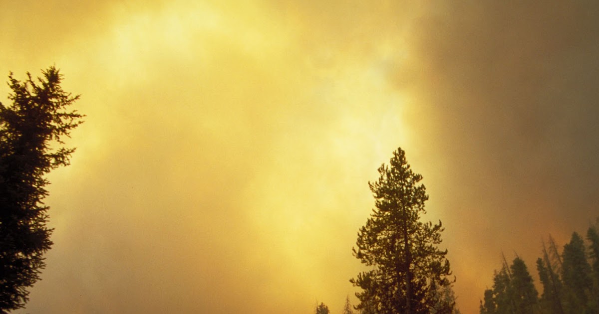 Joyful Public Speaking (from fear to joy): A Heroic Forest Fire Story ...