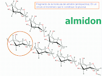 biologia2ºBCNanaycarmen: El Almidón