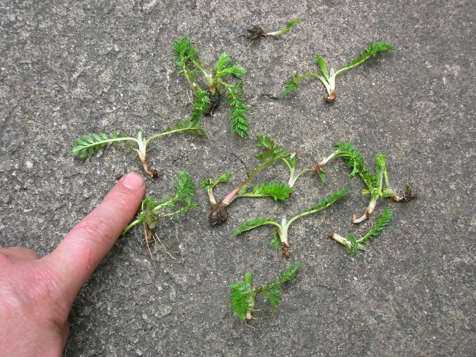 Another Root Less Travelled: Silverweed