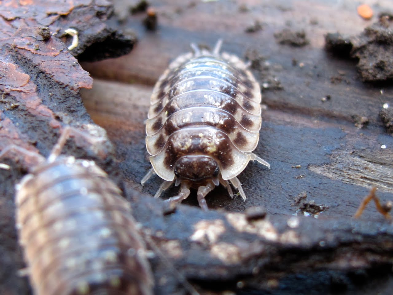 BugBlog: The common woodlouse