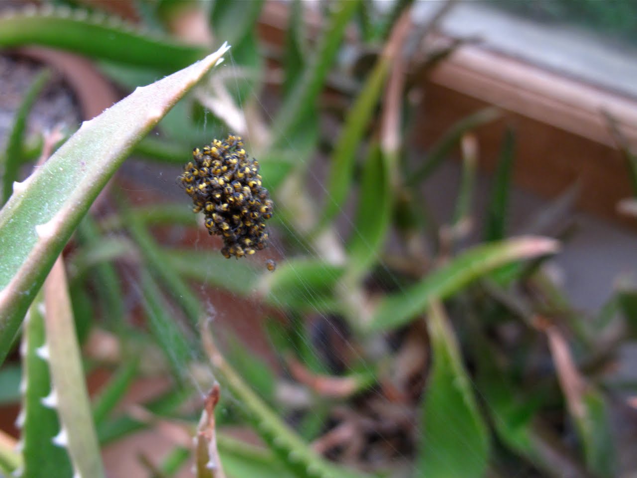 BugBlog: Spiderling Balls