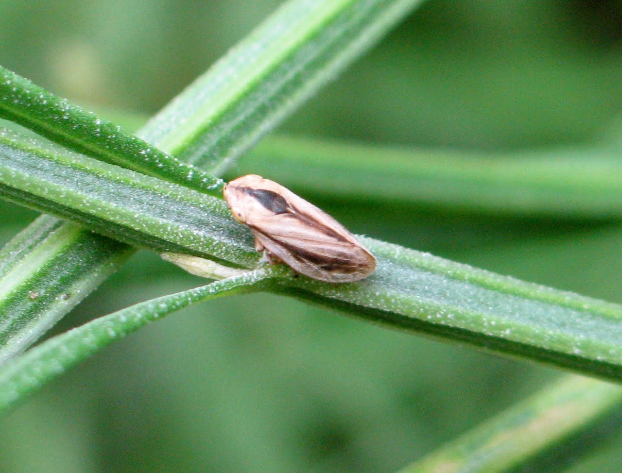 BugBlog: Cuckoo spit and froghoppers