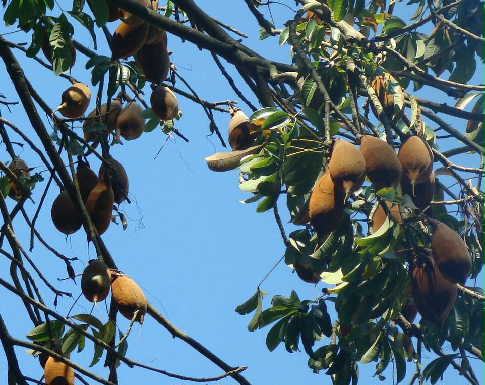 TINGIMENTO NATURAL: Catuaba - Eriotheca candolleana