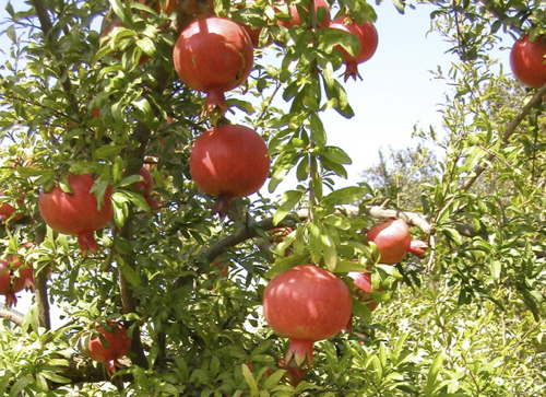 TINGIMENTO NATURAL: Romãzeira - Romã - Punica granatum