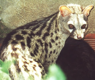 Animais: gineta (Genetta genetta)
