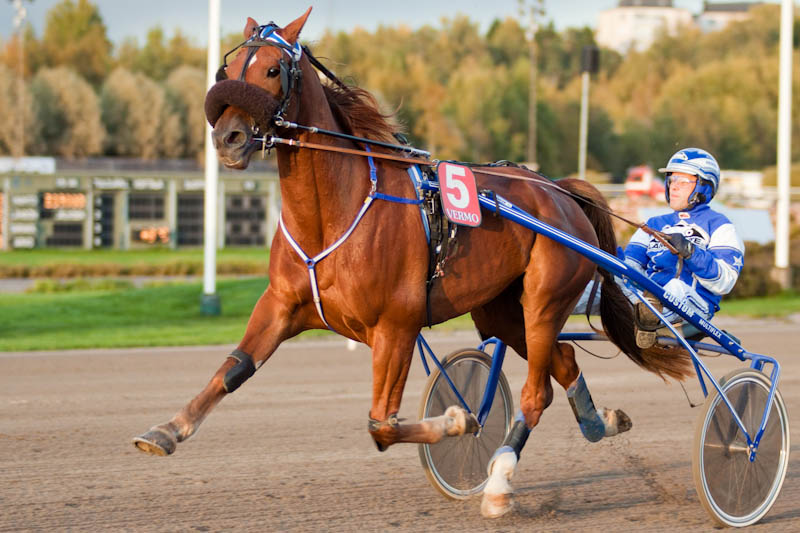 american trotter: american trote rio de janeiro